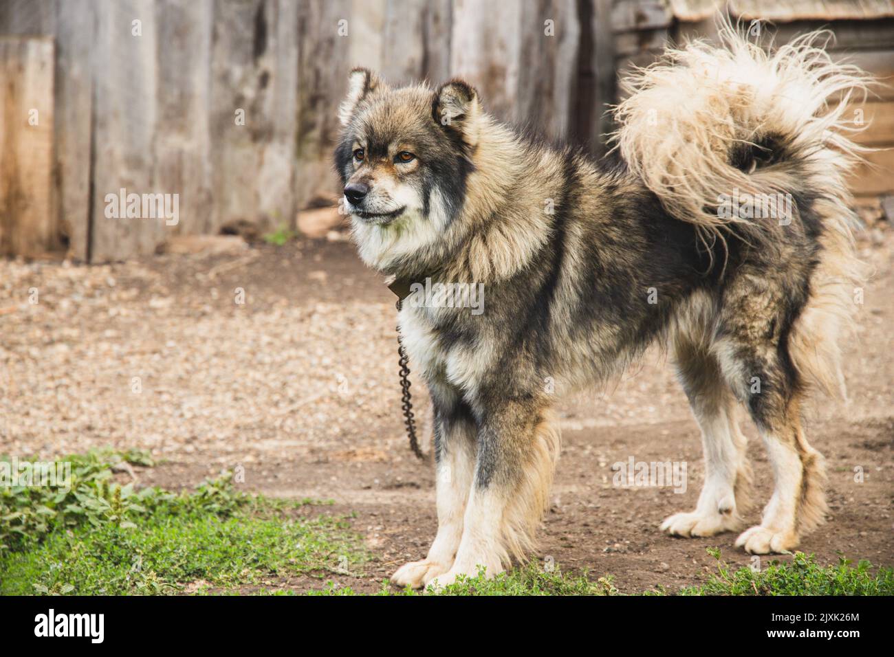 Guard dog on a chain looks with caution outdoors. Close-up Stock Photo ...