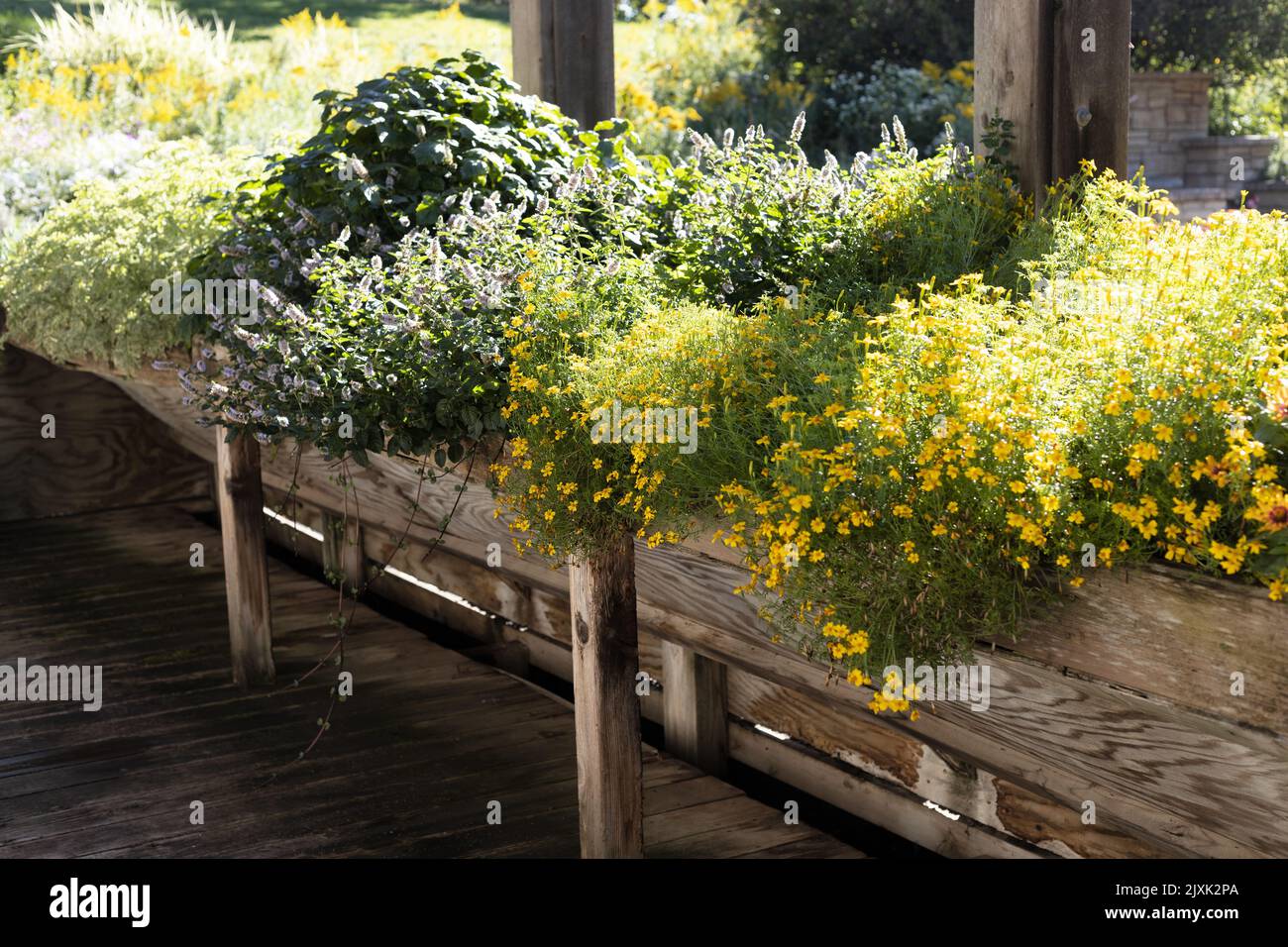 Raised beds full flowers hi-res stock photography and images - Alamy