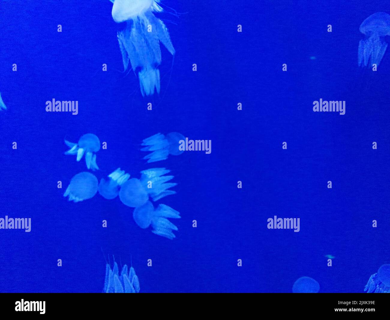 Nature's uncanny workmanship has created this magical underwater world ...