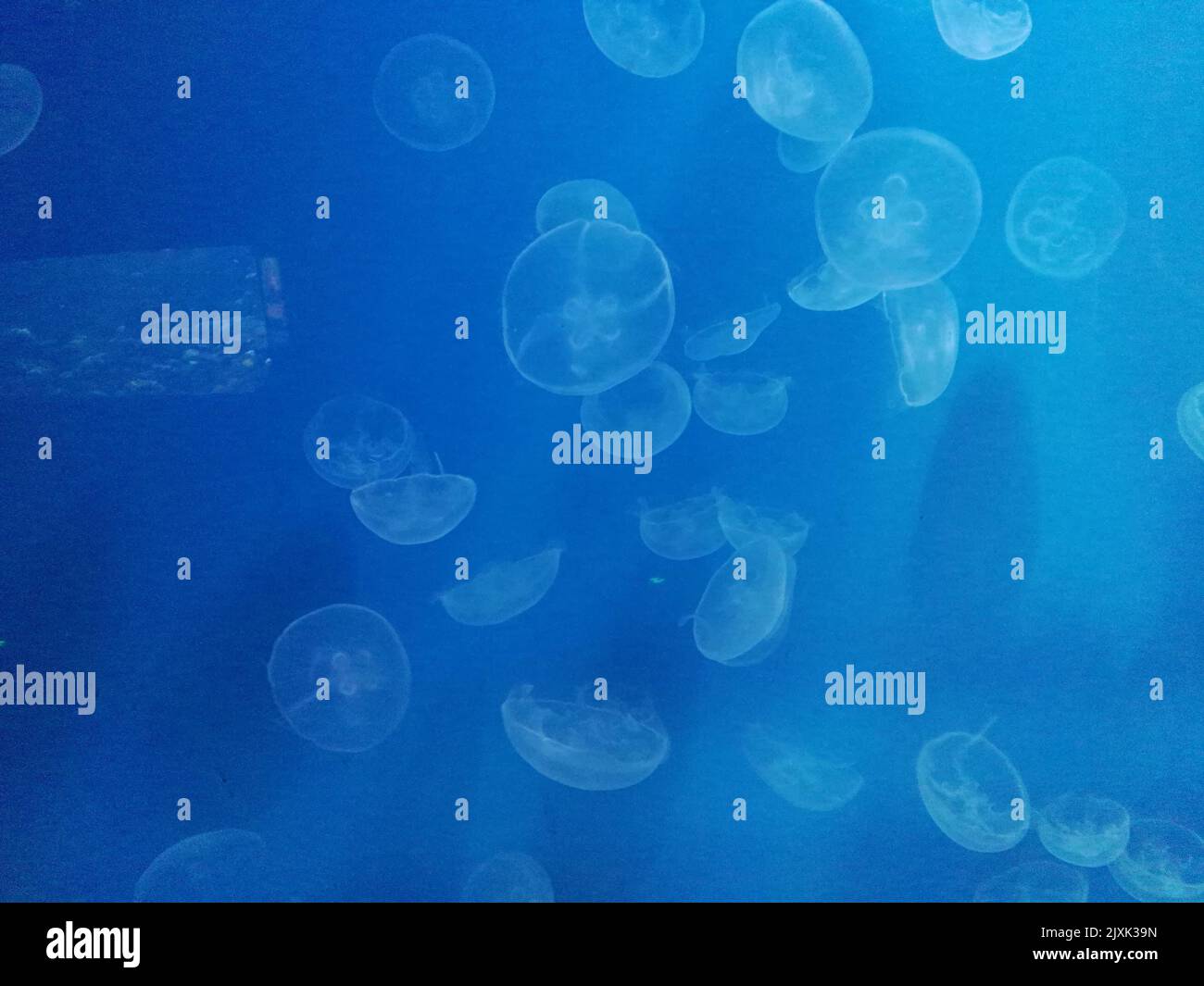 Nature's uncanny workmanship has created this magical underwater world ...