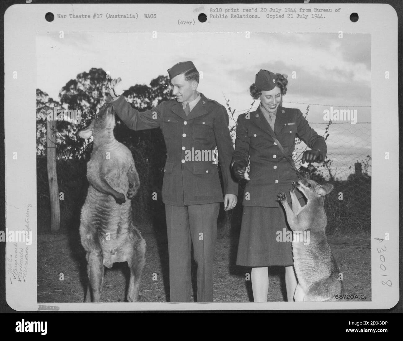FEEDING 'ROOS. .. WAC PFC Naoma Van Steenberg of Burt, Iowa enjoys a ...
