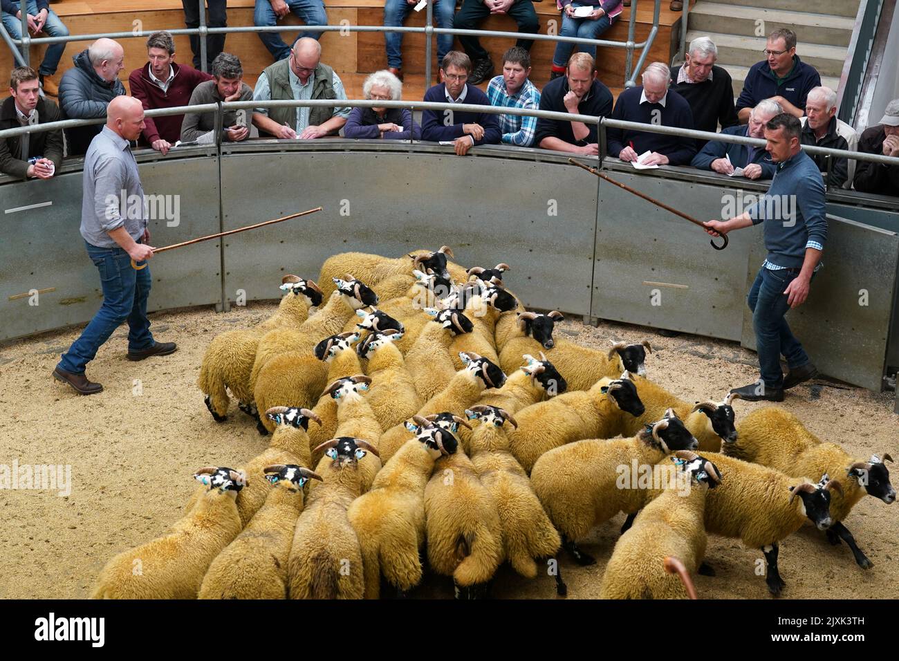 A sheep sale at Lanark Auction Market, Lanark Agricultural Centre ...
