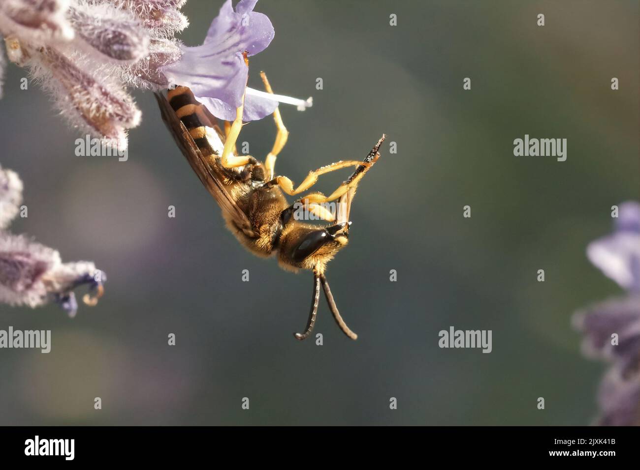 Bee hanging on wild plant hi-res stock photography and images - Alamy
