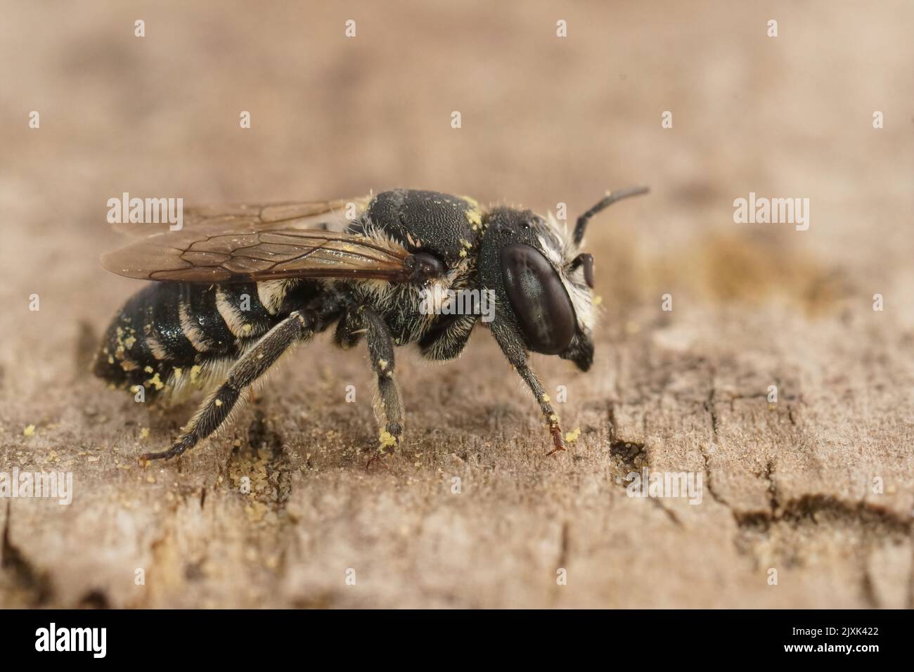 Detailed closeup on a small female Centaurea Leafcutter Bee, Megachile ...