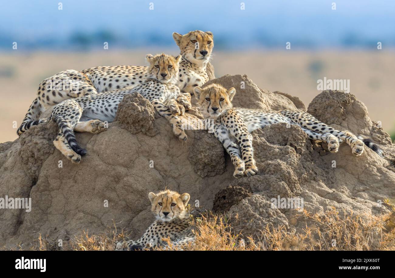 Cheetahs on rock hi-res stock photography and images - Alamy