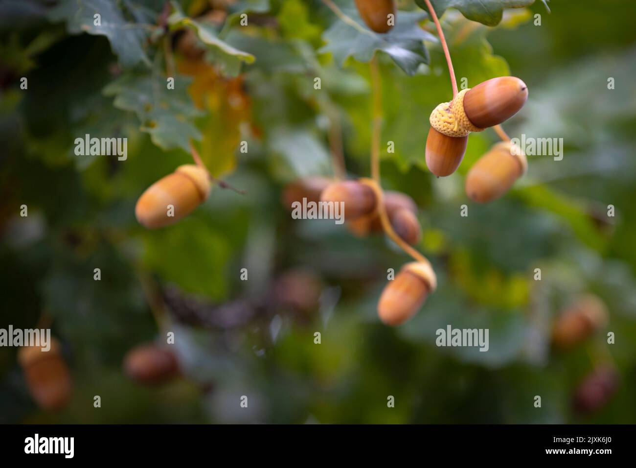 Acorns hang on a tree branch during the autumn Stock Photo - Alamy