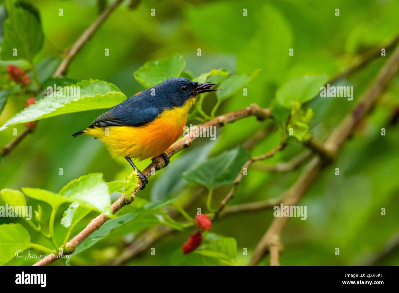 A close-up shot of a yellow bellied bird sitting on a tree branch Stock ...