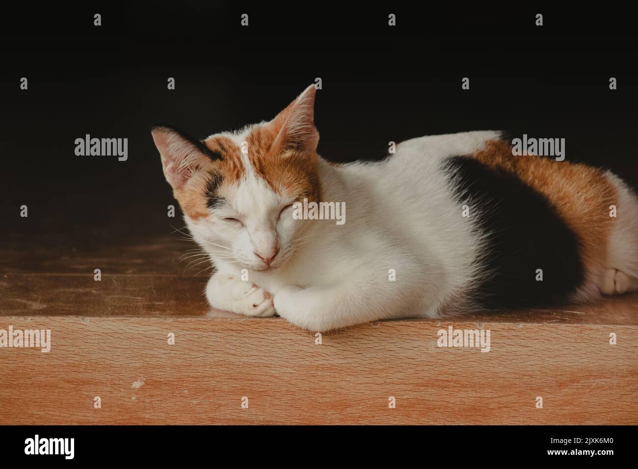 A cute calico cat sitting and relaxing on the doorway of it's home ...