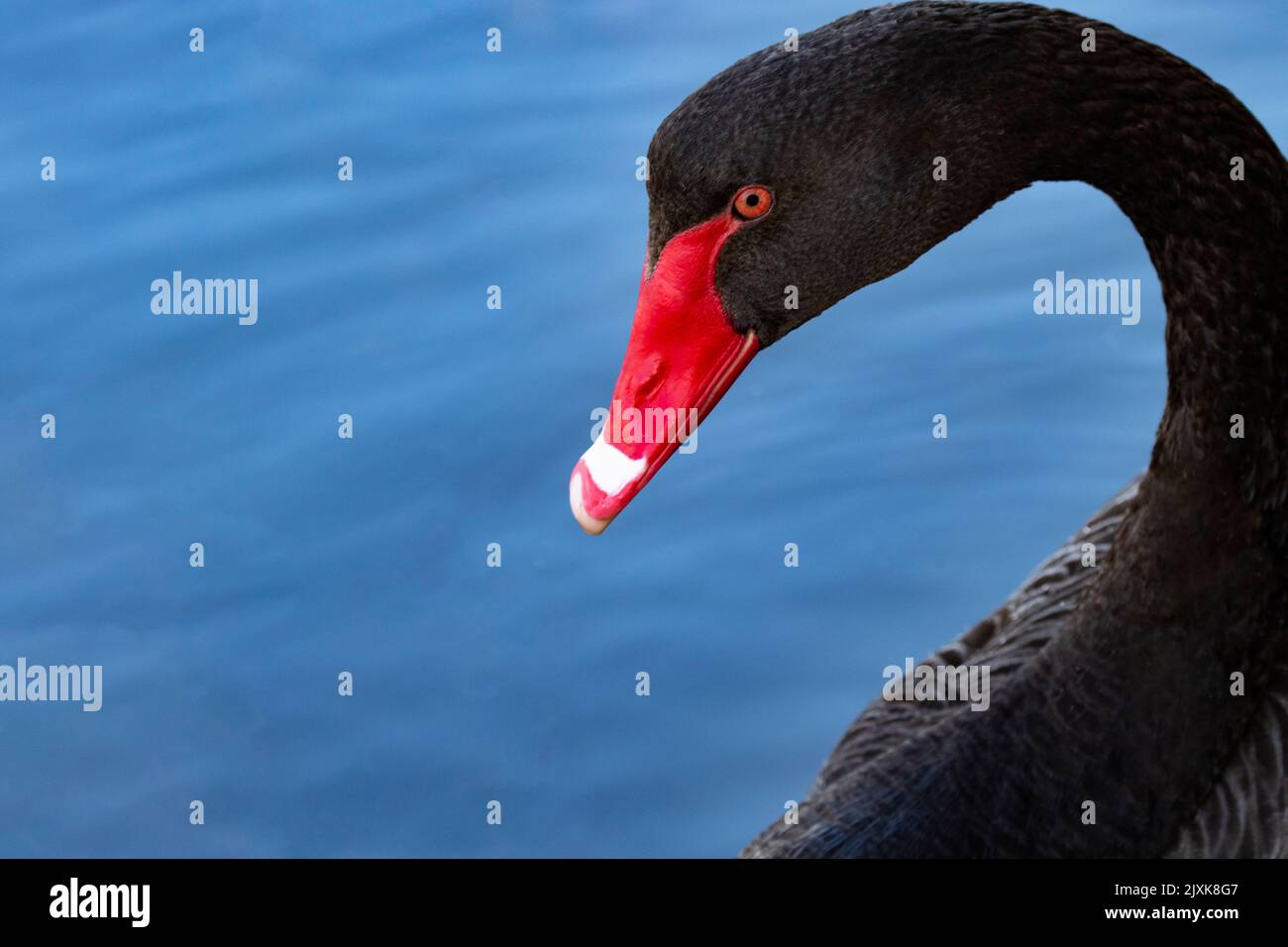 Black plumage, red beak and eye, accent the natural elegance of ...