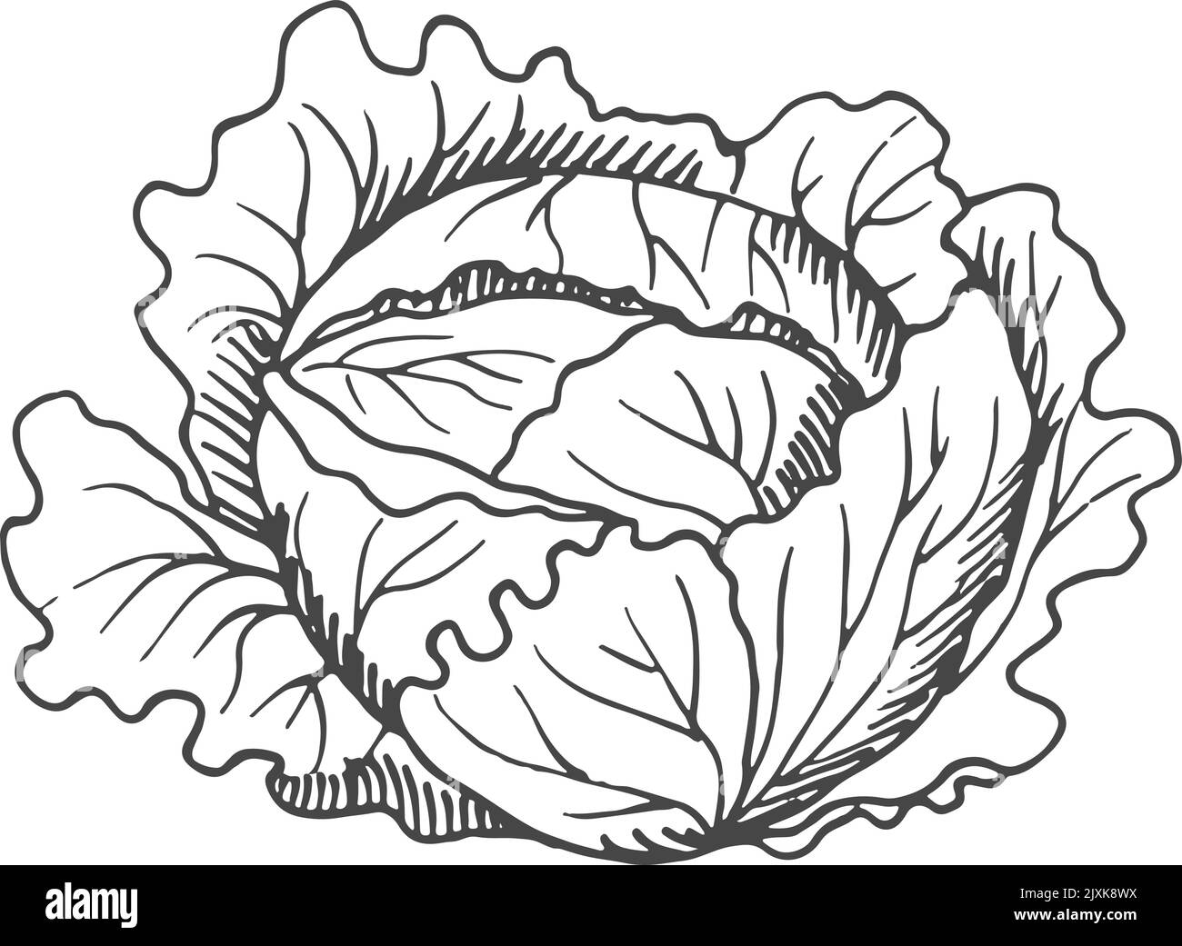 Green cabbage sketch. Hand drawn fresh vegetable Stock Vector Image ...