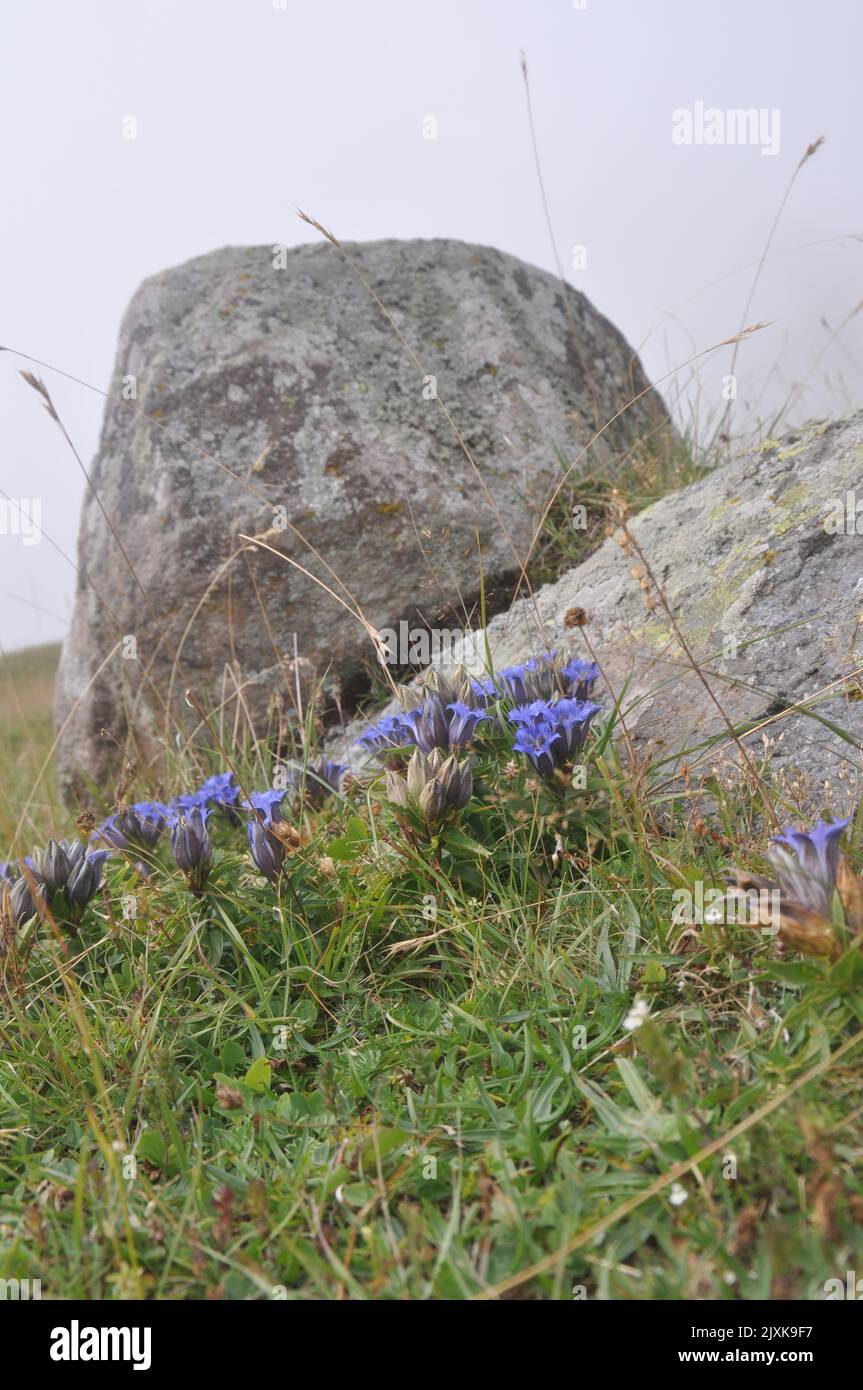 Gentiana septemfida Kazbegi National Park Caucasus Georgia Stock Photo ...