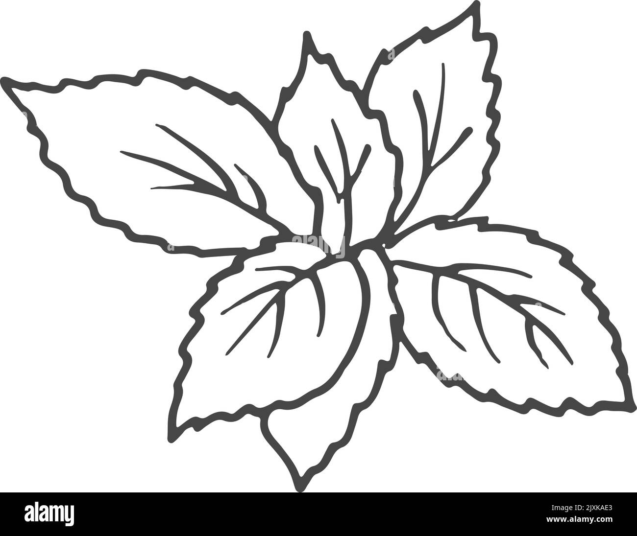 Freshness culinary Black and White Stock Photos & Images - Alamy