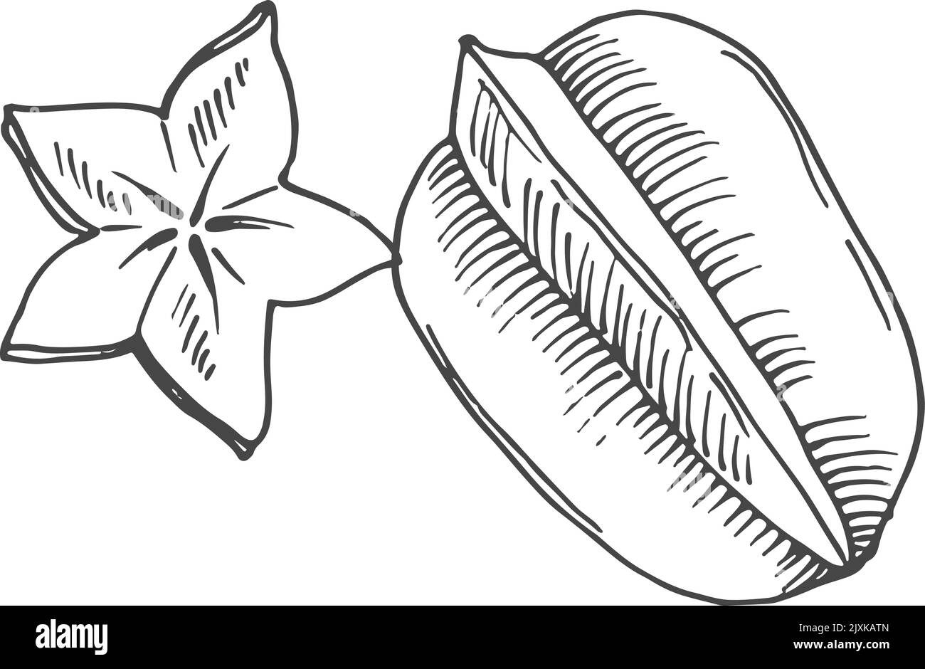Star fruit engraving. Exotic sweet carambola sketch Stock Vector Image ...