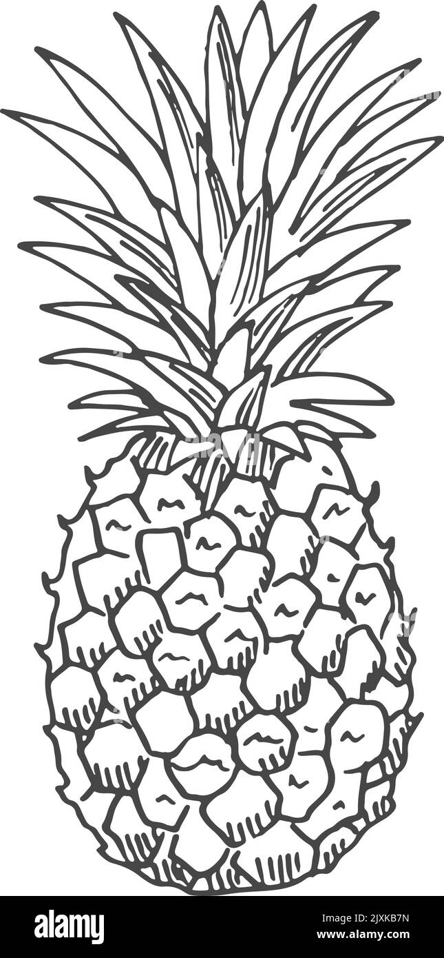 Pineapple line drawing hi-res stock photography and images - Alamy