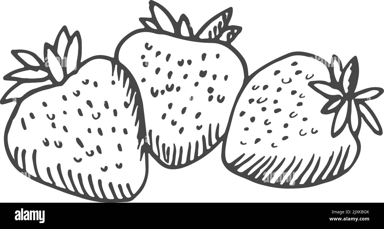 Strawberries drawing. Ripe natural fresh berries sketch Stock Vector ...