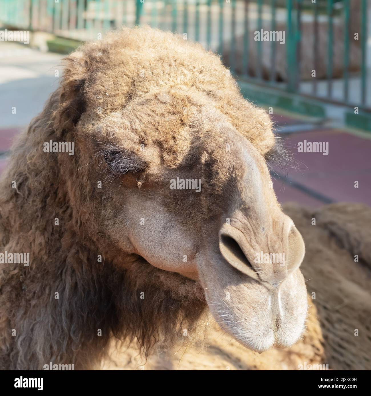 Camel brown eyes eyelashes hi-res stock photography and images - Alamy