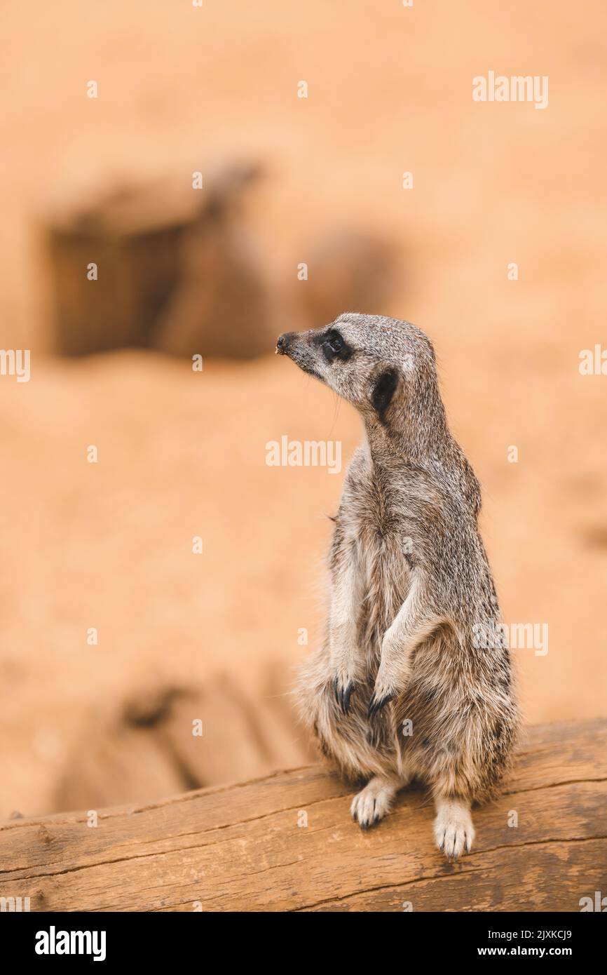 Inquisitive looking Meerkat chilling in enclosu Stock Photo - Alamy