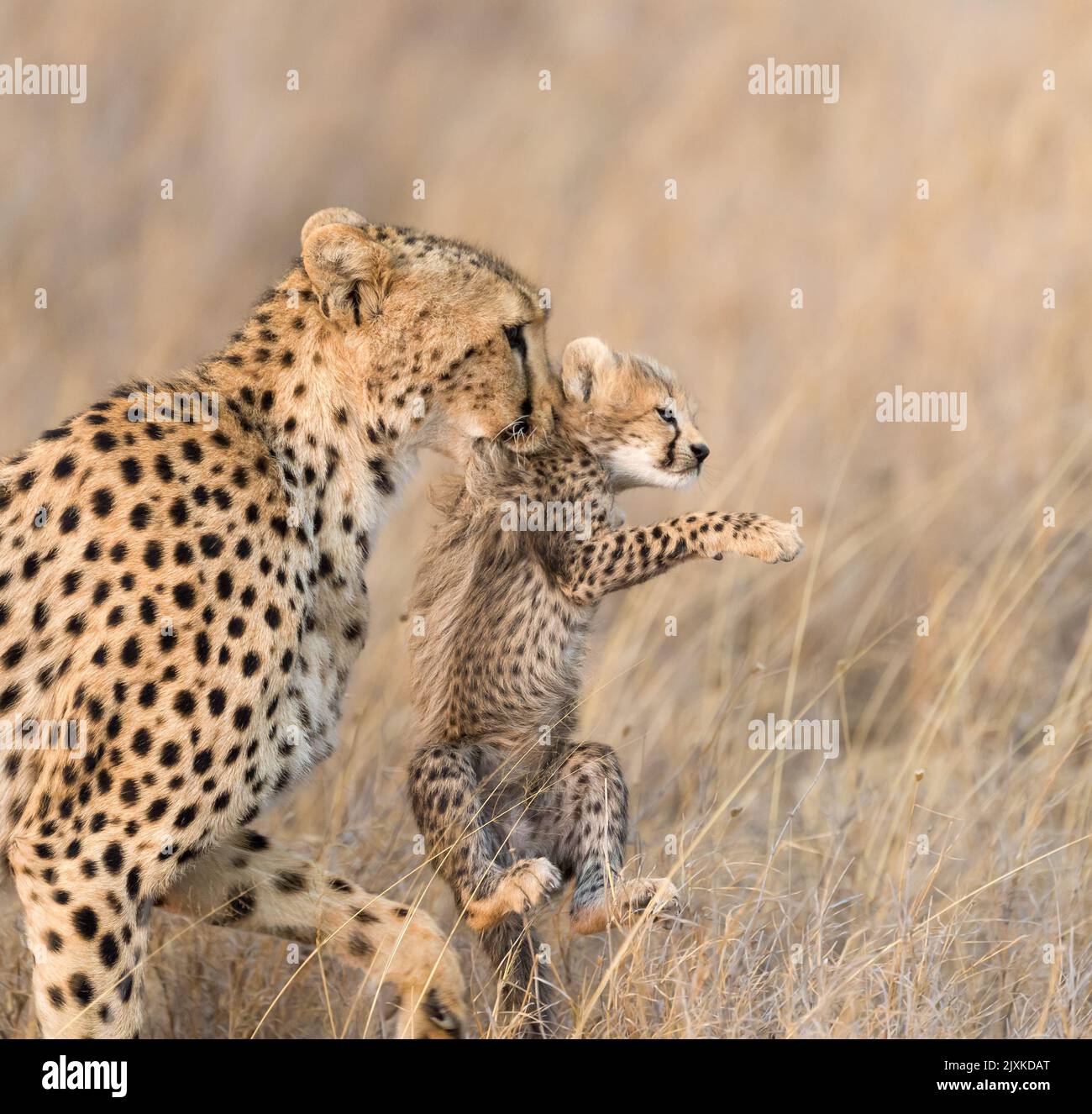 Cheetah carrying cub hi-res stock photography and images - Alamy