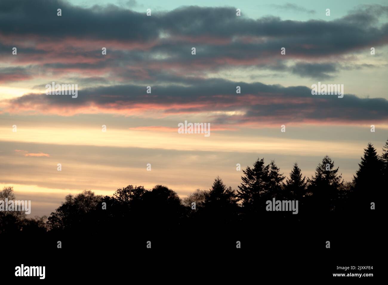 Pink, orange pastel sky above trees in shadow Stock Photo - Alamy