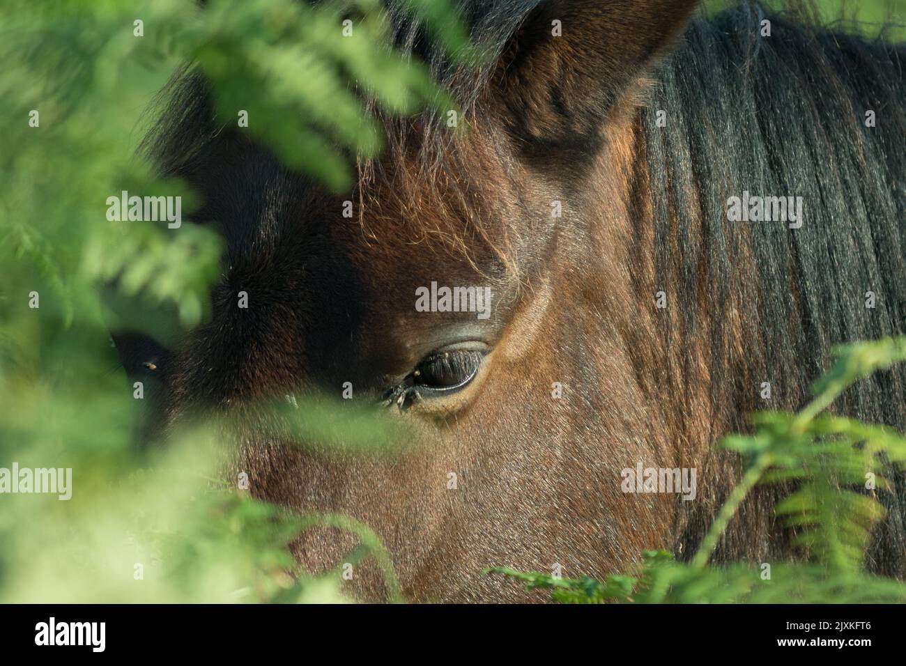Horse's face with flies around eye, in green bracken Stock Photo - Alamy