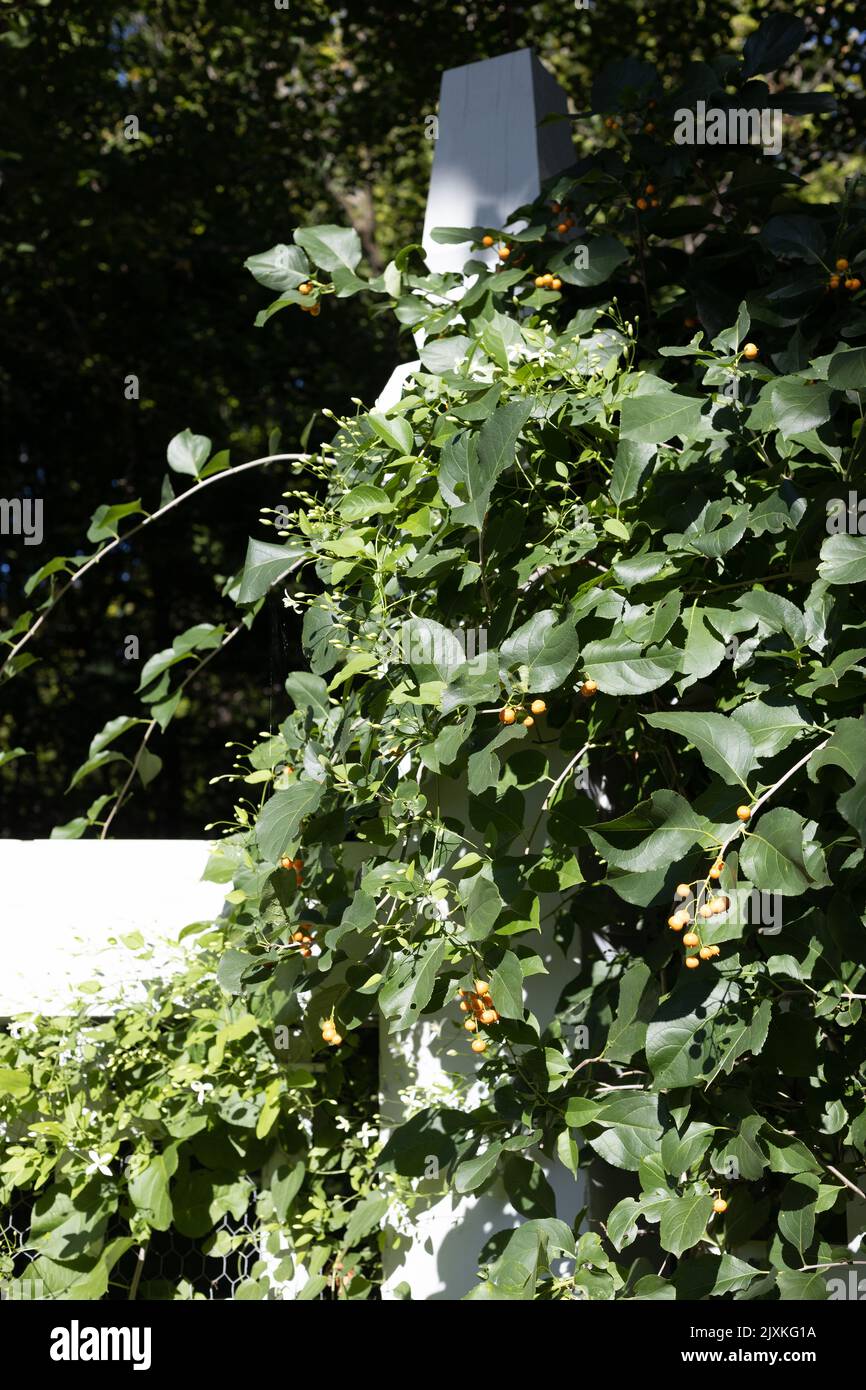 American bittersweet hi-res stock photography and images - Alamy