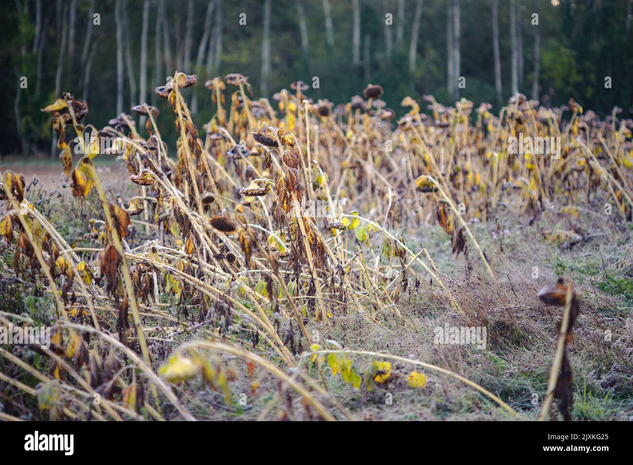 November autumn frost hi-res stock photography and images - Alamy