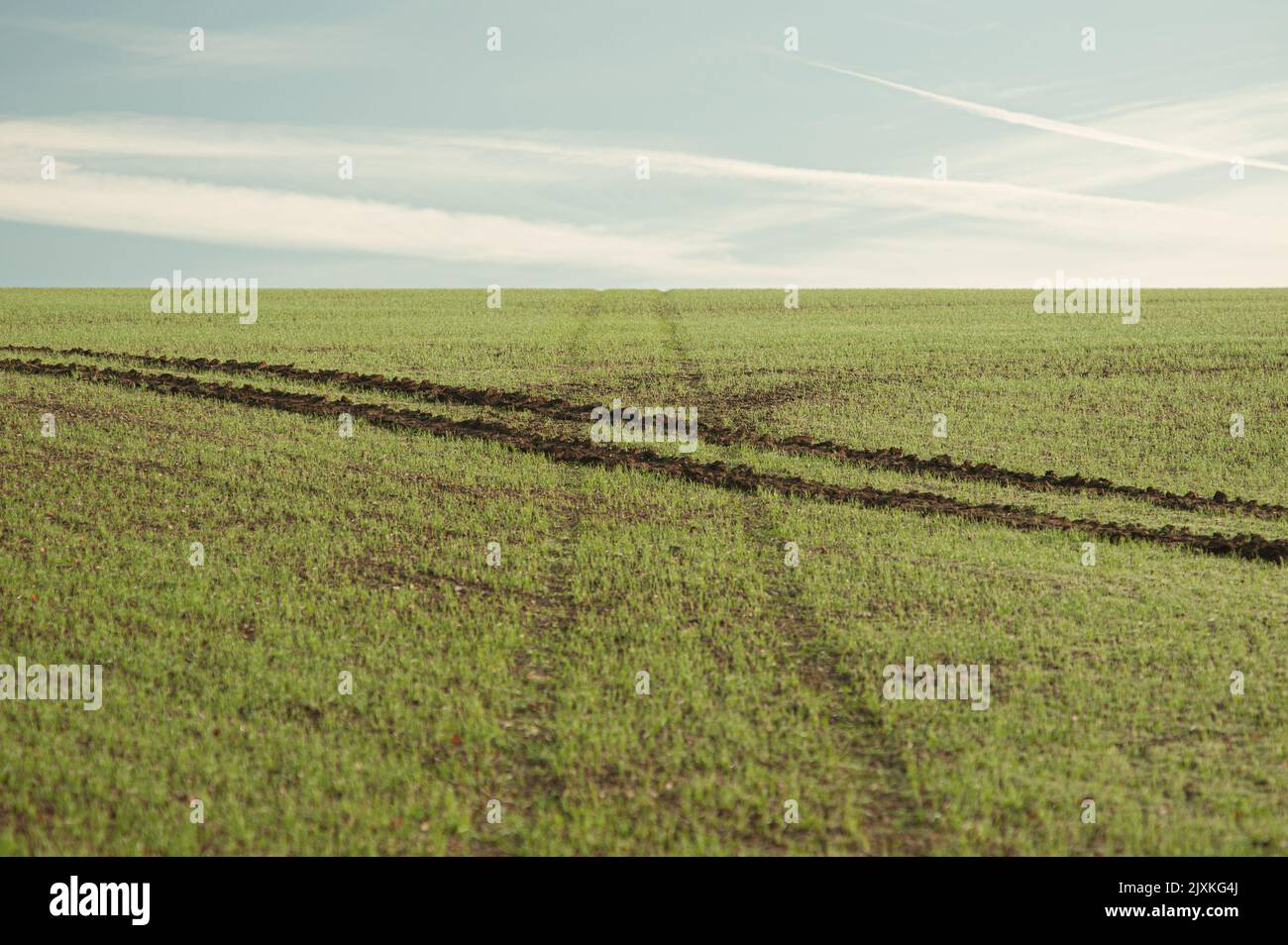 Tire Tracks In Wheat Fields 150 Golden Wheat Field Tire Tracks Stock