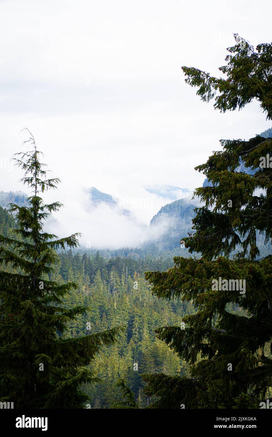 A beautiful landscape of dense fir forests in Mount Rainier Valley ...