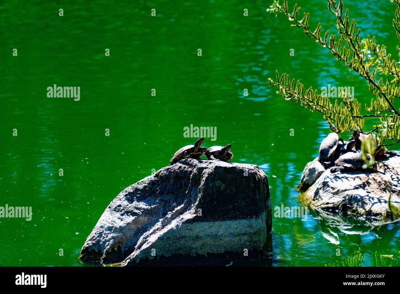 Sunbaking hi-res stock photography and images - Alamy