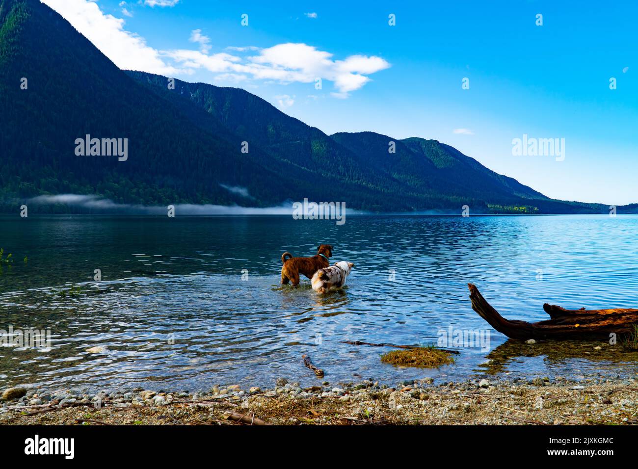 A Boxer German shepherd and an Australian Shepard in the water of a ...