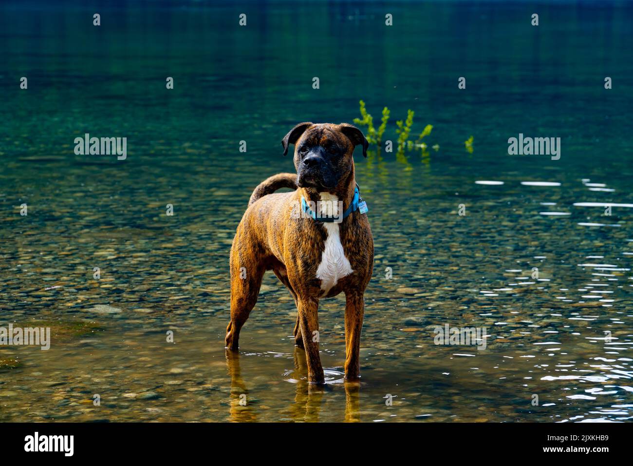 Boxer shepherd hi-res stock photography and images - Alamy