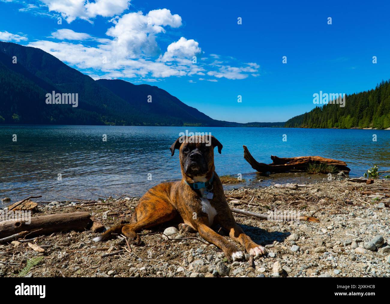 A Boxer German shepherd resting on the shore of a pond Stock Photo - Alamy