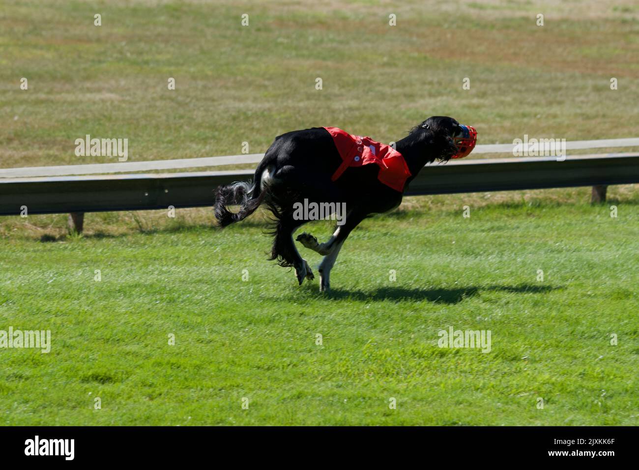 Beautiful persian dog or Saluki dog running at full speed in a race ...