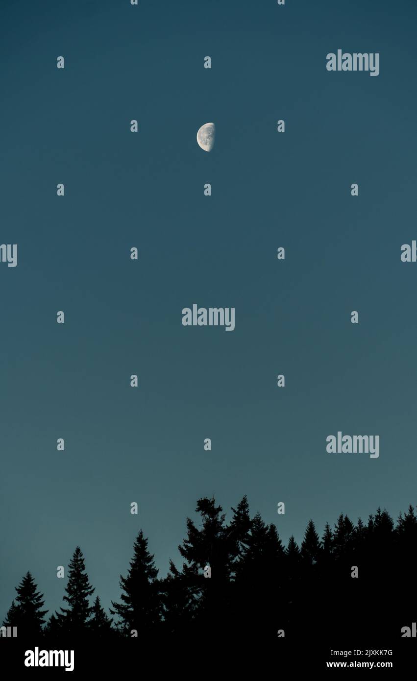 Phases of tree growth hi-res stock photography and images - Alamy