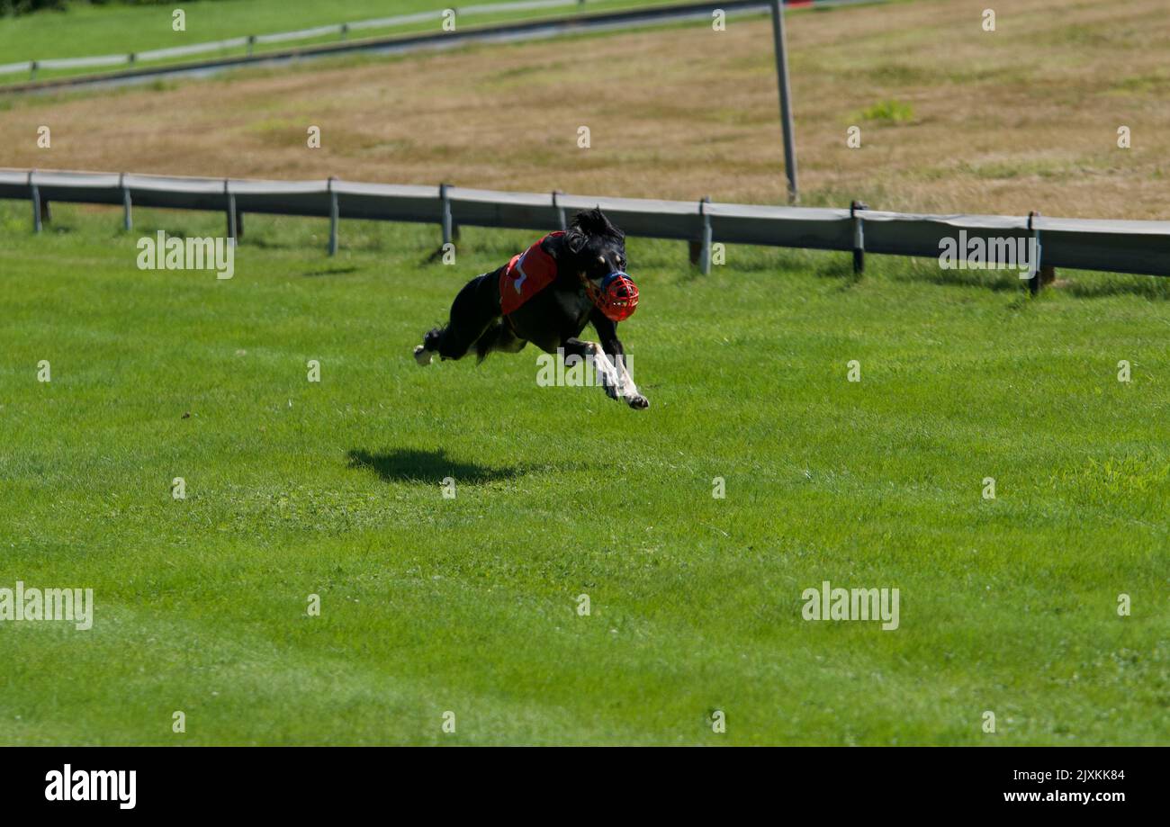 Beautiful persian dog or Saluki dog running at full speed in a race ...