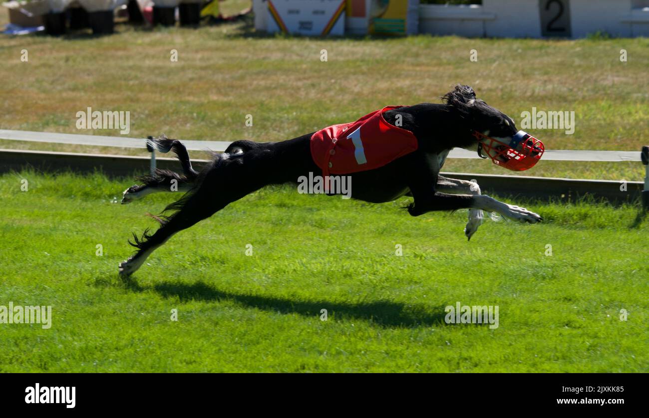 Beautiful persian dog or Saluki dog running at full speed in a race ...