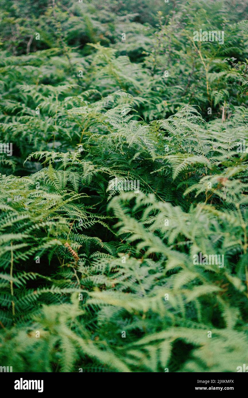 One of the many big fern covered areas in the middle of nowhere in ...