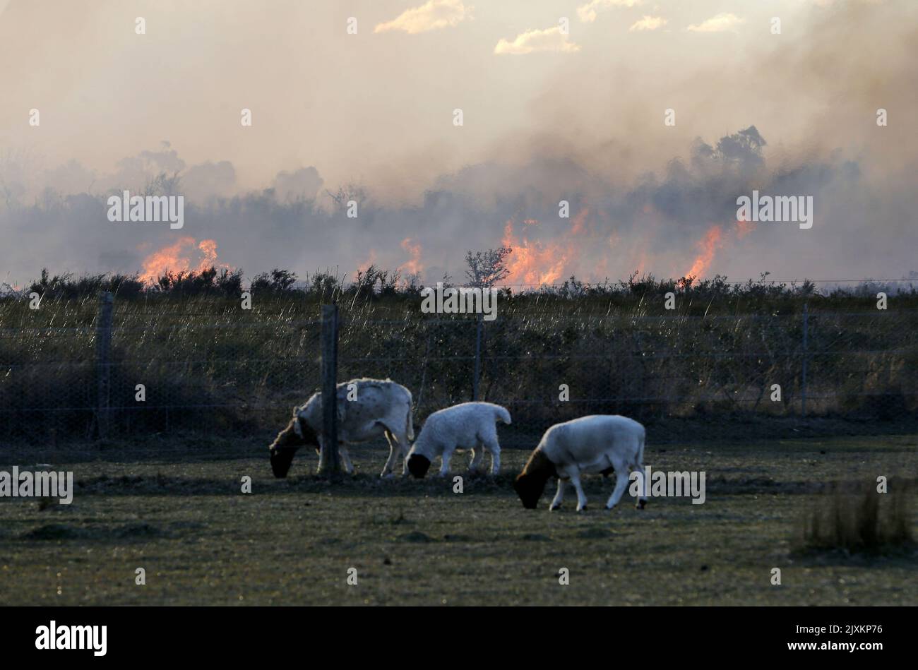 The Salt Ash bushfire burns near livestock on a farm along Lemon Tree ...