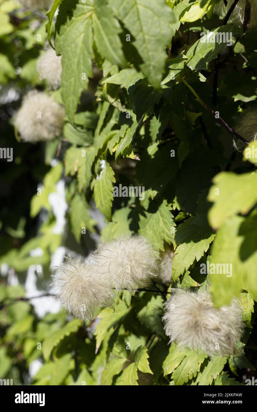 Clematis alpina 'Red Beetroot Beauty' Alpine clematis Stock Photo - Alamy