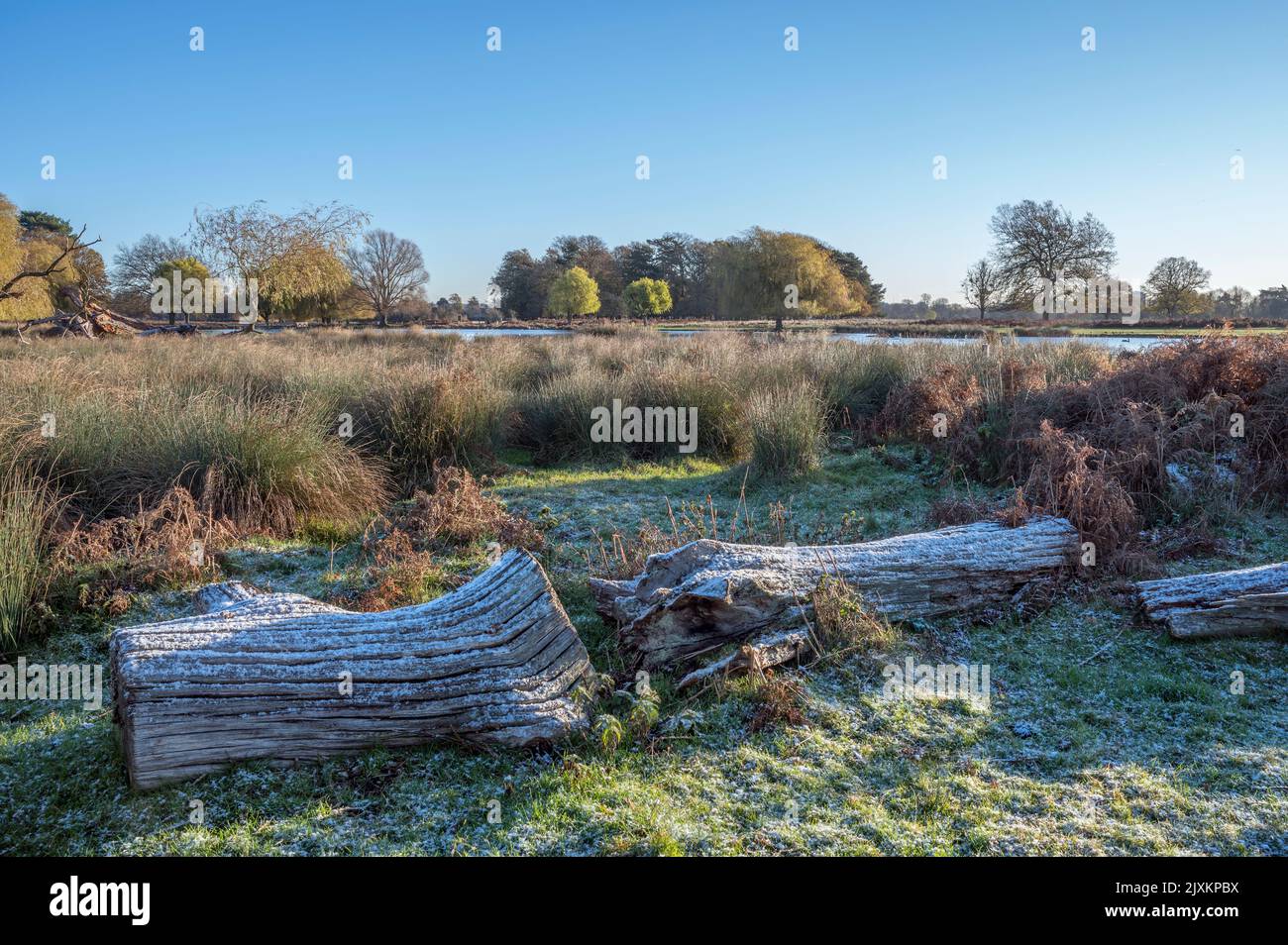 Frost on fallen tree in December looking like Christmas logs Stock ...