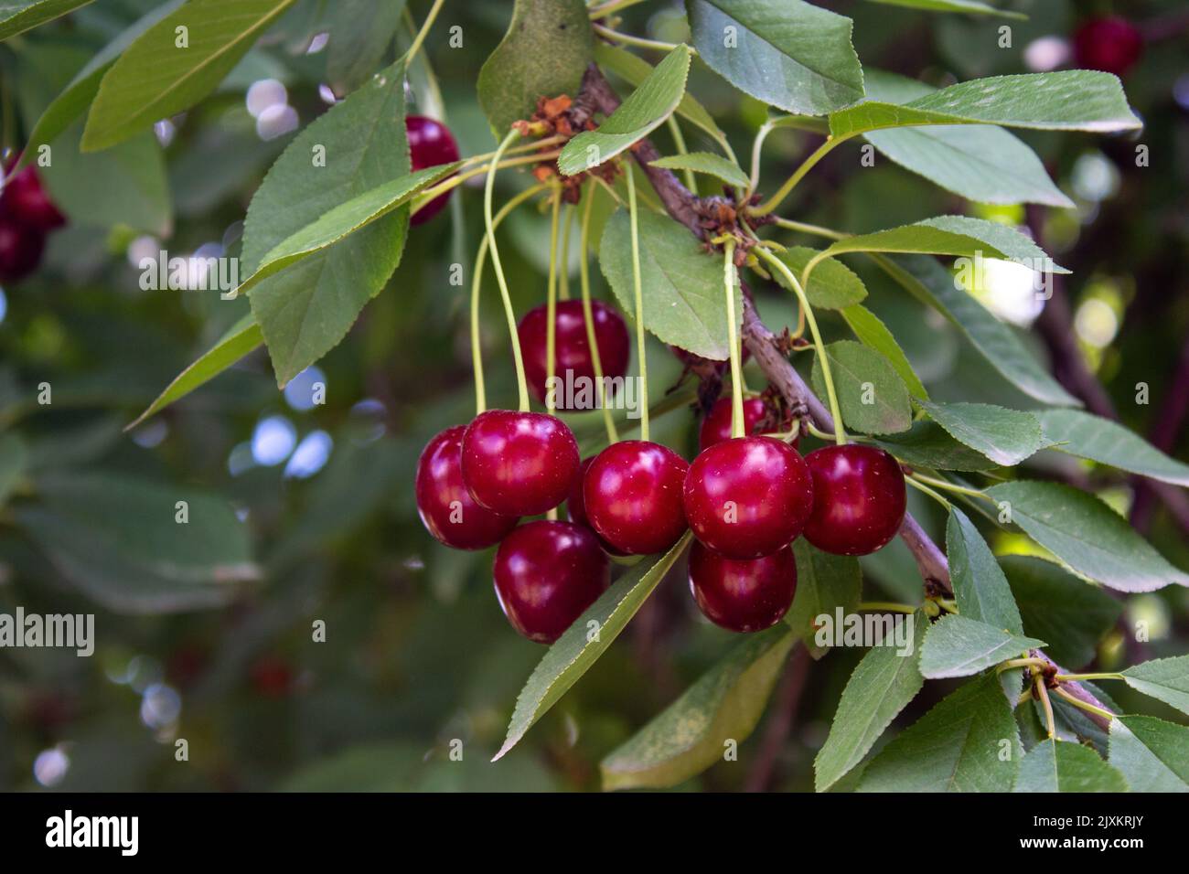 Red sour cherry tree branch hi-res stock photography and images - Alamy