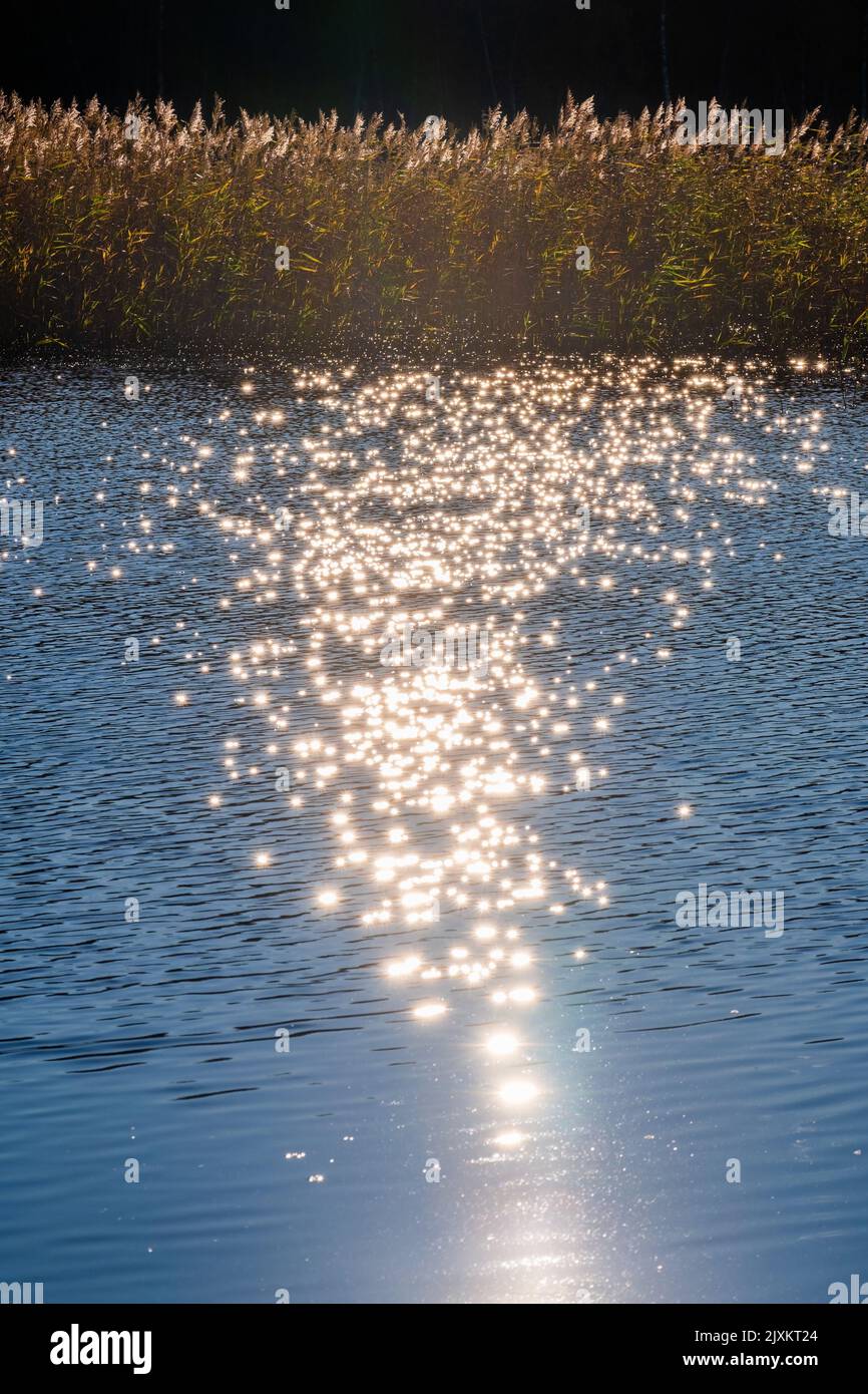 Sun reflection in a lake by a reed bed Stock Photo - Alamy