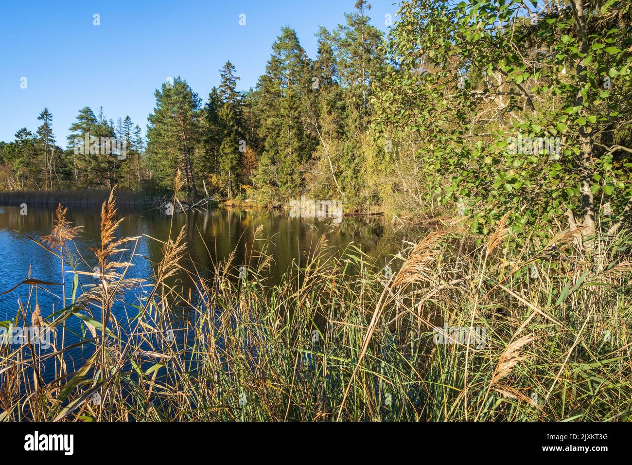 Wooded lakeshore hi-res stock photography and images - Alamy