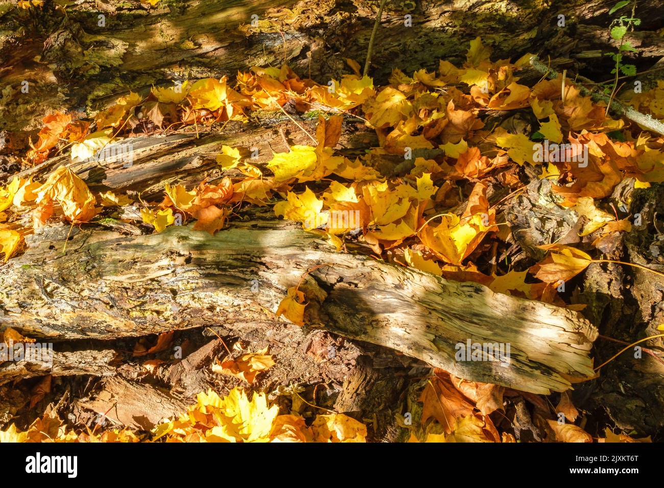 Maple leaves on a tree log at autumn Stock Photo - Alamy