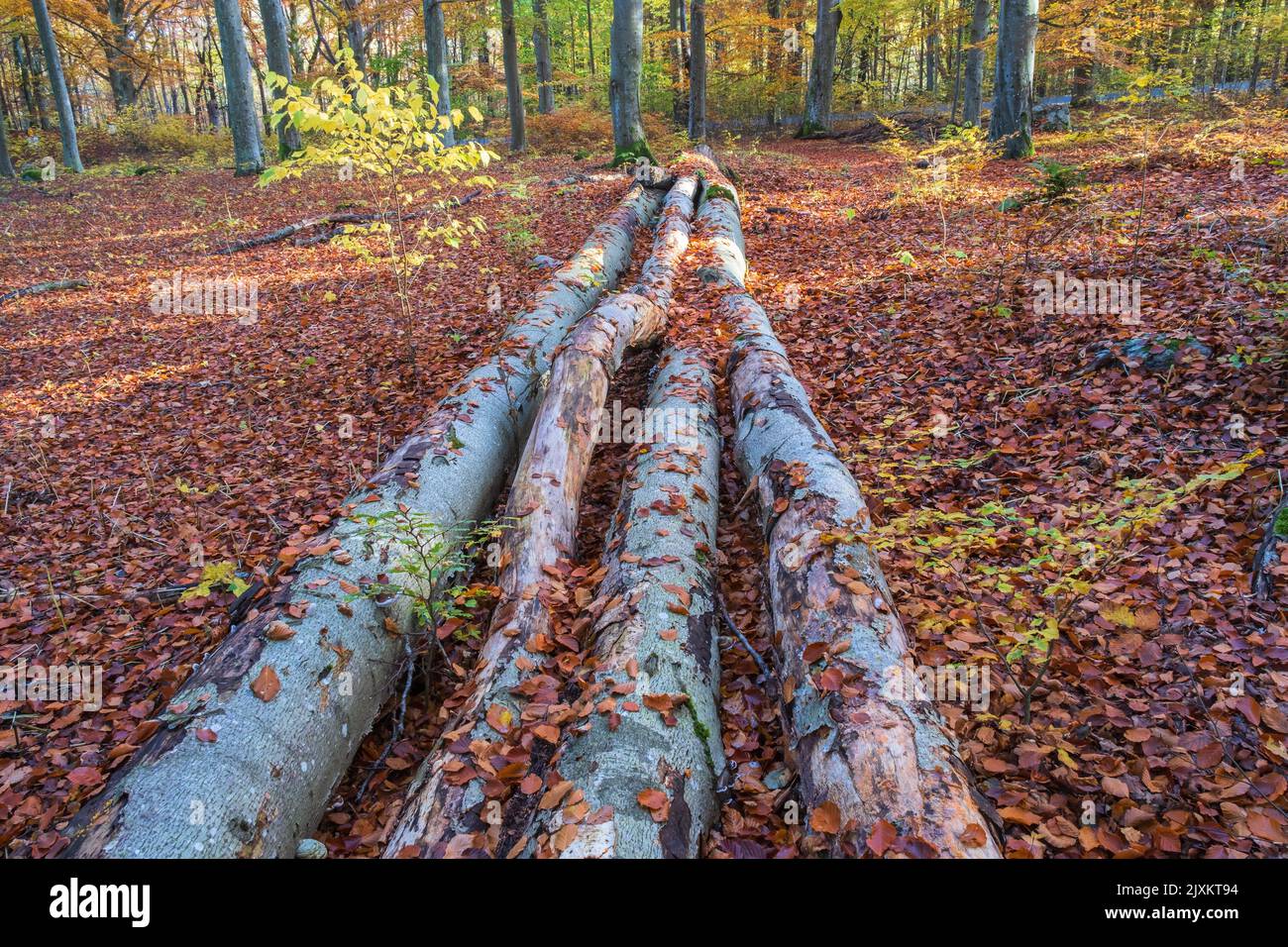 Fallen beech trees in a forest at autumn Stock Photo - Alamy