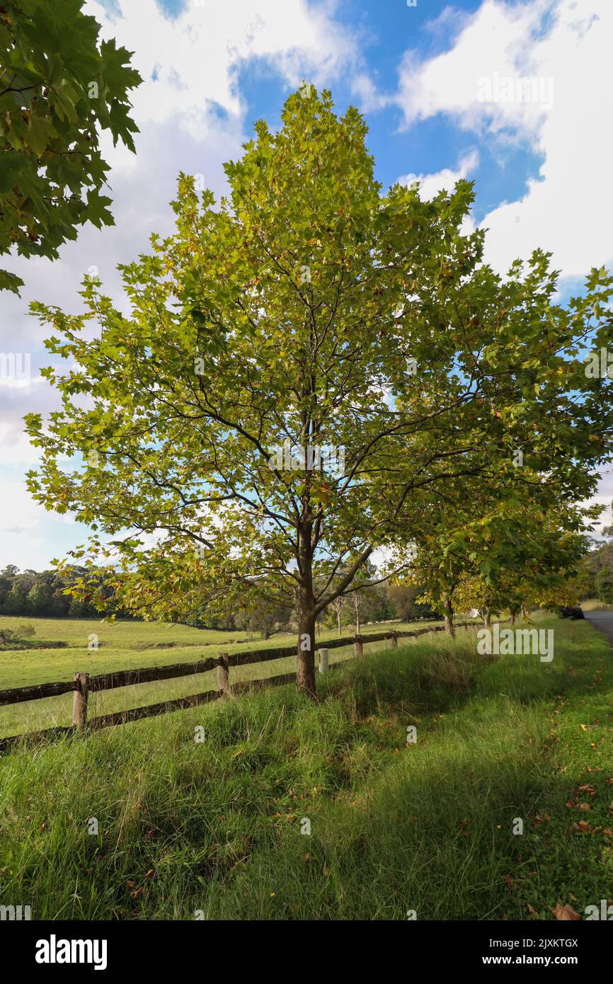 The nature of Southern Highlands in fall in Australia Stock Photo - Alamy