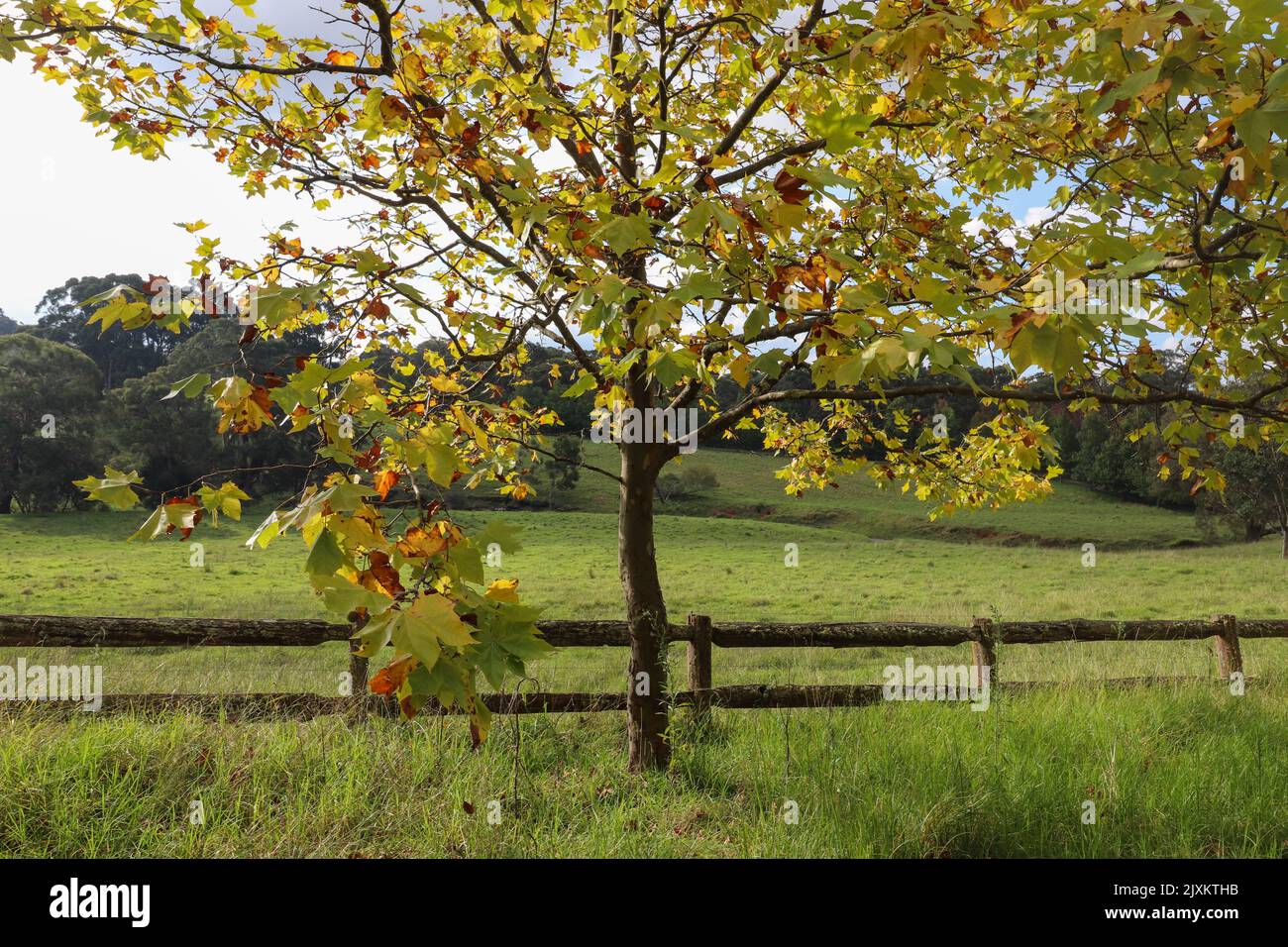 The nature of Southern Highlands in fall in Australia Stock Photo - Alamy
