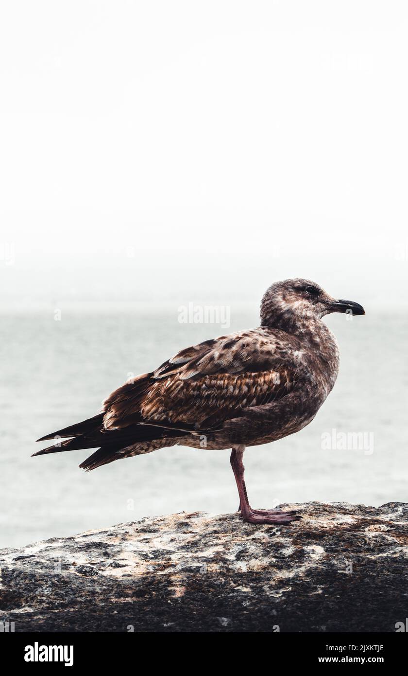 A brown Seagull on a stone by the sea Stock Photo - Alamy
