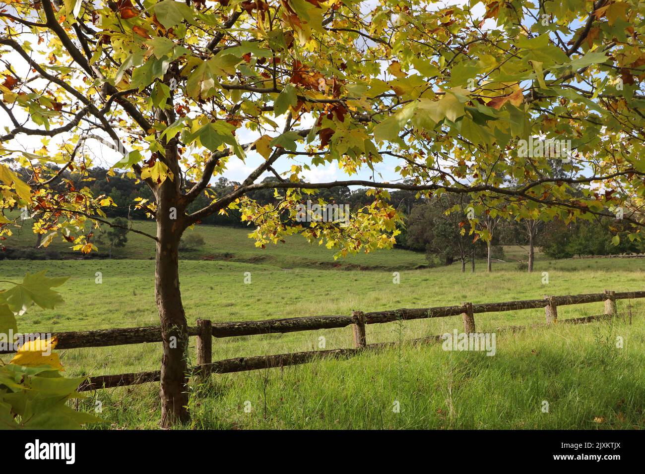The nature of Southern Highlands in fall in Australia Stock Photo - Alamy