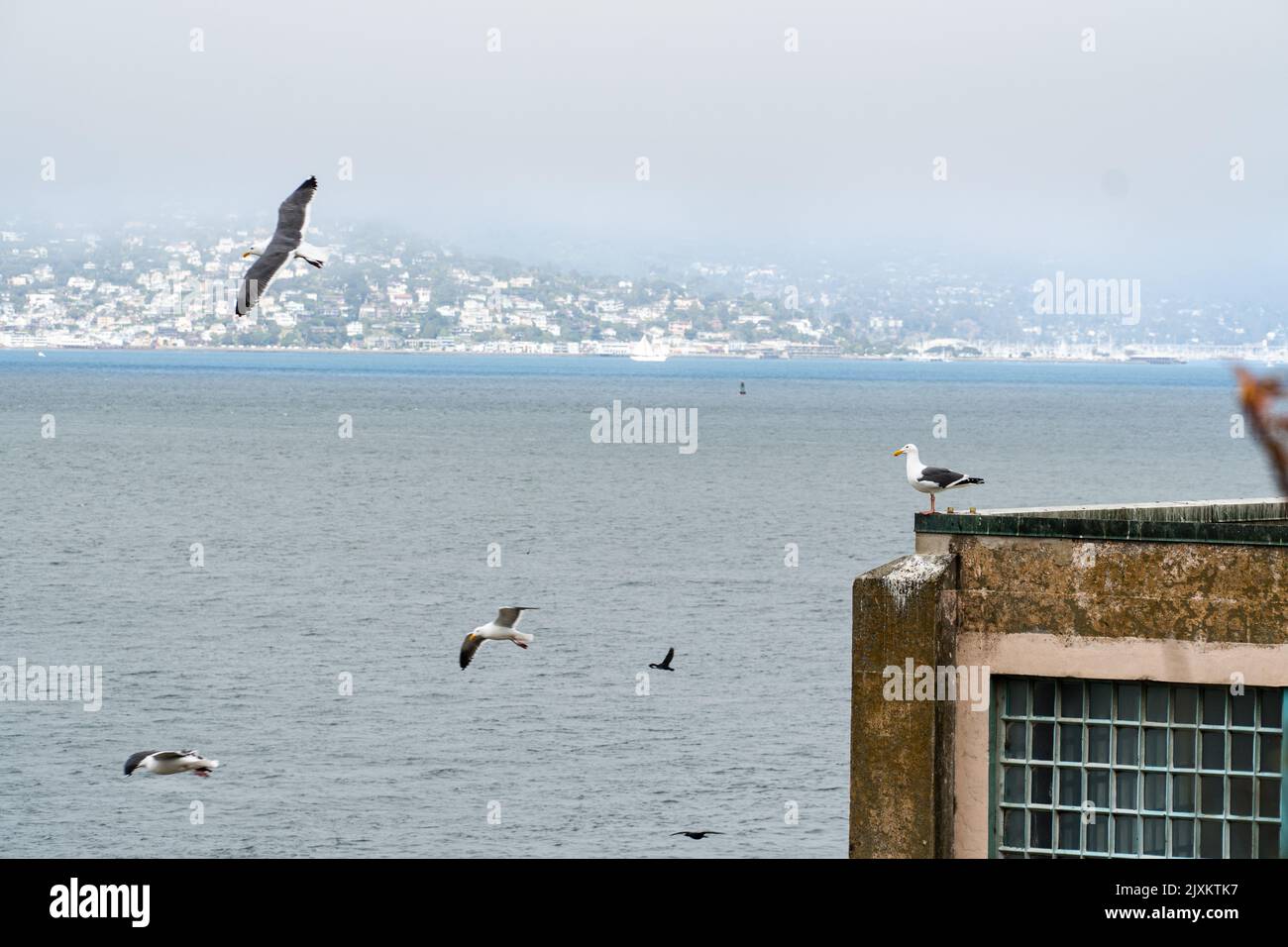 A colony of flying seagulls in San Francisco Stock Photo - Alamy